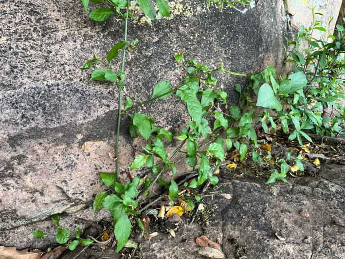 Half-day Village Visit Manyana From Gaborone +Rock Painting | GetYourGuide