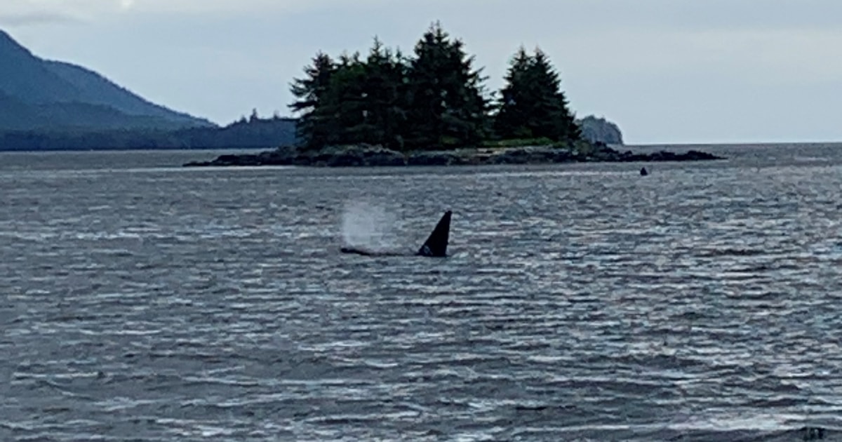 Ketchikan: Marine Wildlife and Whale Watching Boat Tour | GetYourGuide