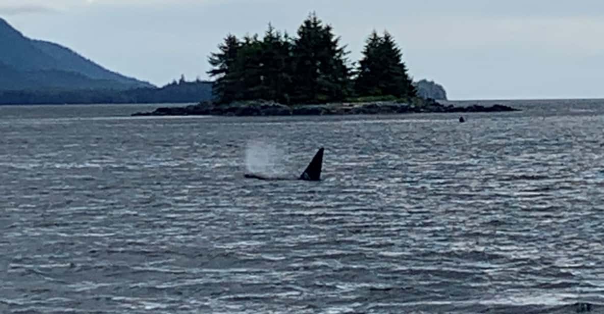 Ketchikan: Marine Wildlife and Whale Watching Boat Tour | GetYourGuide