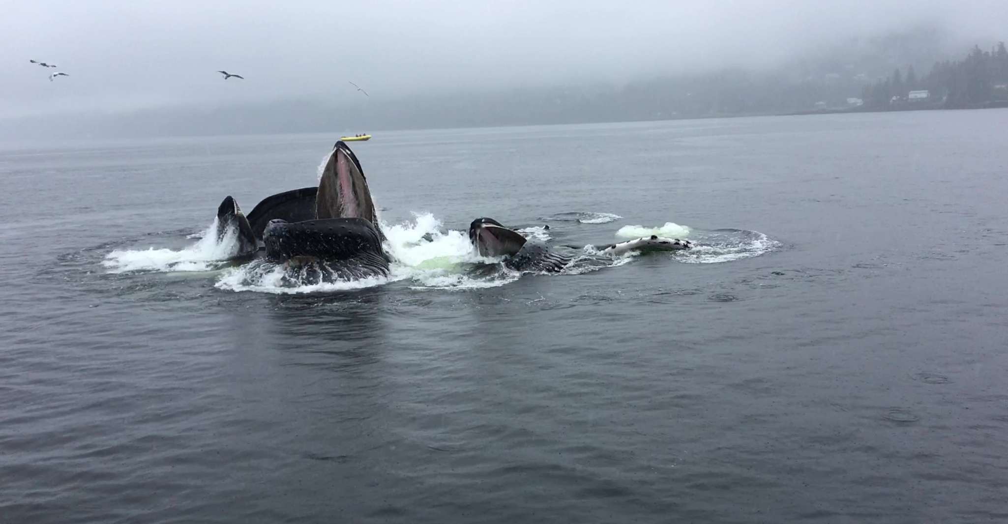 Ketchikan, Marine Wildlife and Whale Watching Boat Tour | Water ...