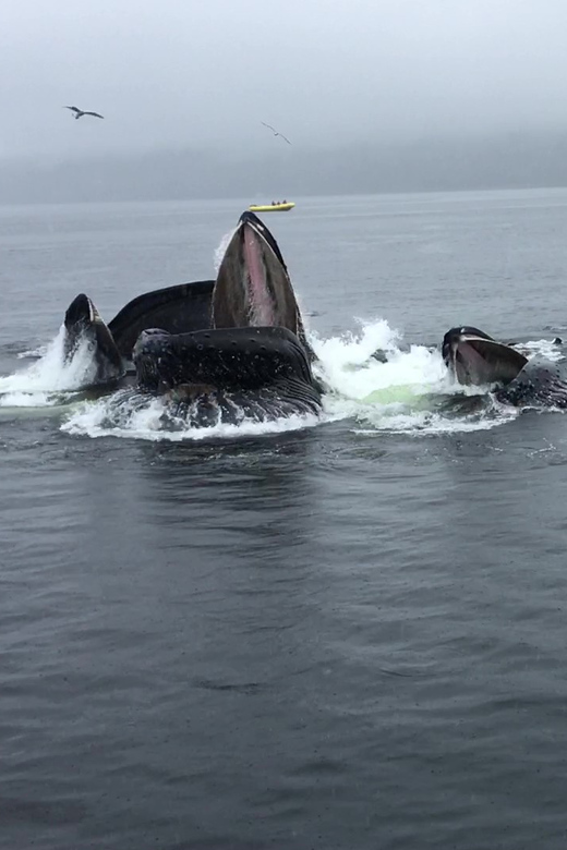 Ketchikan: Marine Wildlife and Whale Watching Boat Tour | GetYourGuide