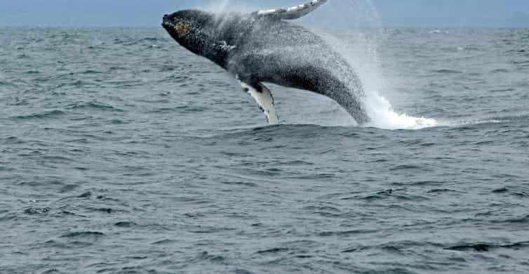 Ketchikan: Marine Wildlife and Whale Watching Boat Tour | GetYourGuide
