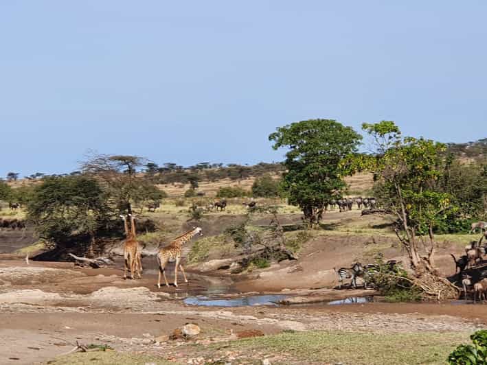 Day safari Lake Ndutu & Central Serengeti from Zanzibar | GetYourGuide