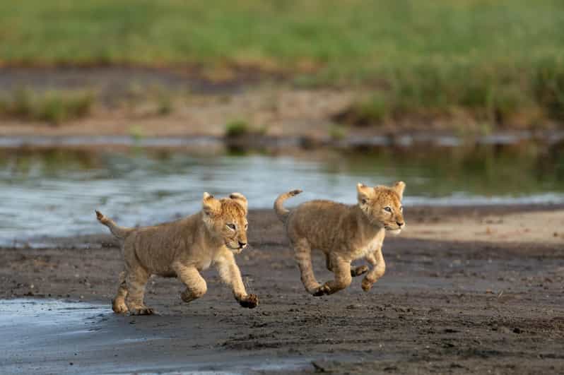 Day safari Lake Ndutu & Central Serengeti from Zanzibar | GetYourGuide
