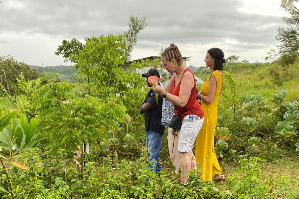 Taste of Jamaica Farm & Food Tour | GetYourGuide