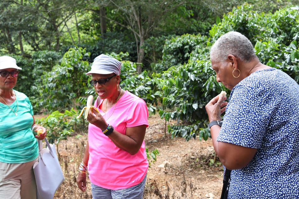 Taste of Jamaica Farm & Food Tour | GetYourGuide