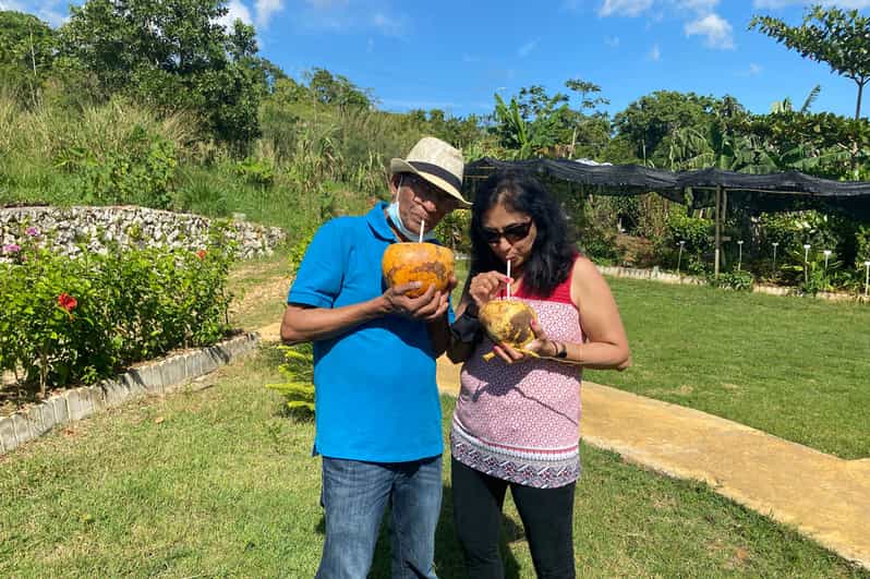 Taste of Jamaica Farm & Food Tour | GetYourGuide