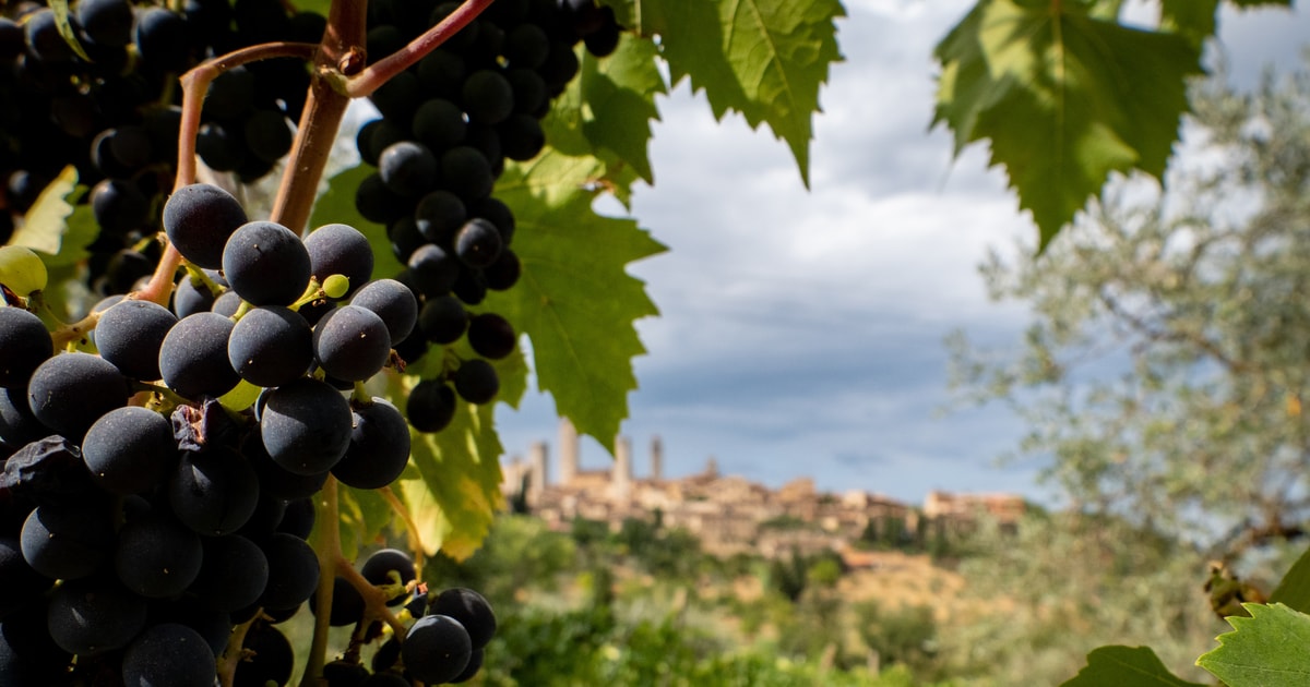 Montalcino: Historic Winery Tour with Two Wine Tastings | GetYourGuide
