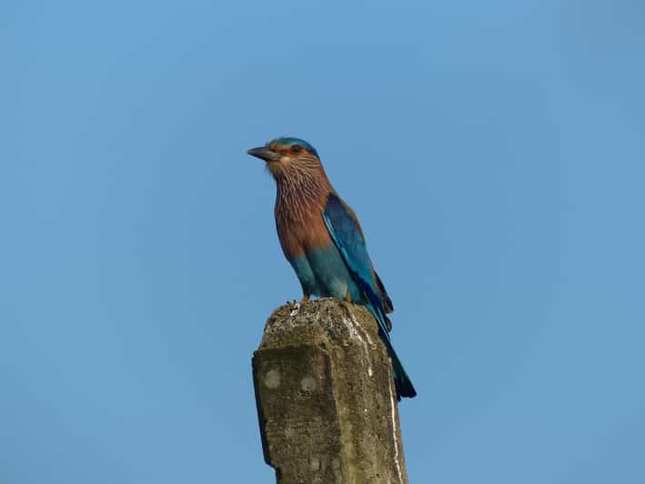 Sigiriya: Guided Bird Watching and Jungle Tour with Lunch | GetYourGuide