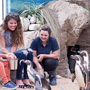 Ingresso para o Oceanário de Bournemouth | GetYourGuide