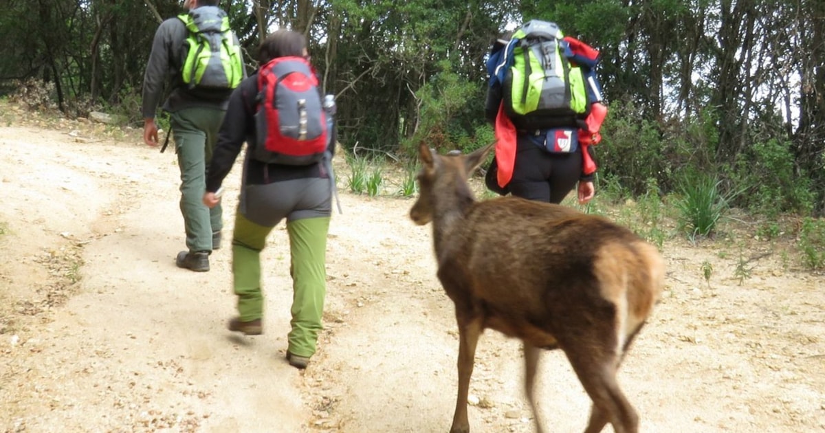 Castiadas: Sardinian Deer Forest Trek | GetYourGuide