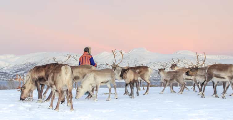 Tromsø: tour culturale del ranch delle renne e dei lapponi con pranzo ...
