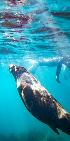 Kangaroo Island: Dolphin, Seal, and Swimming Boat Tour | GetYourGuide