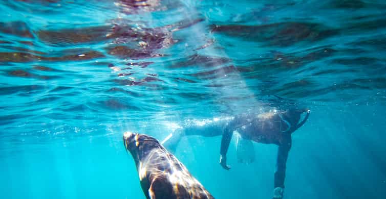 Kangaroo Island: Dolphin, Seal, and Swimming Boat Tour | GetYourGuide