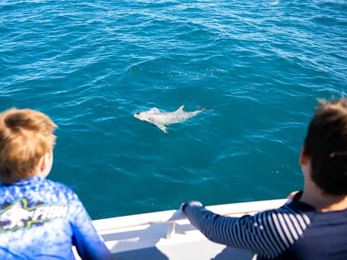 Kangaroo Island: Dolphin, Seal, and Swimming Boat Tour | GetYourGuide