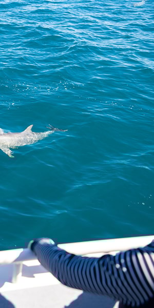 Kangaroo Island: Dolphin, Seal, and Swimming Boat Tour | GetYourGuide