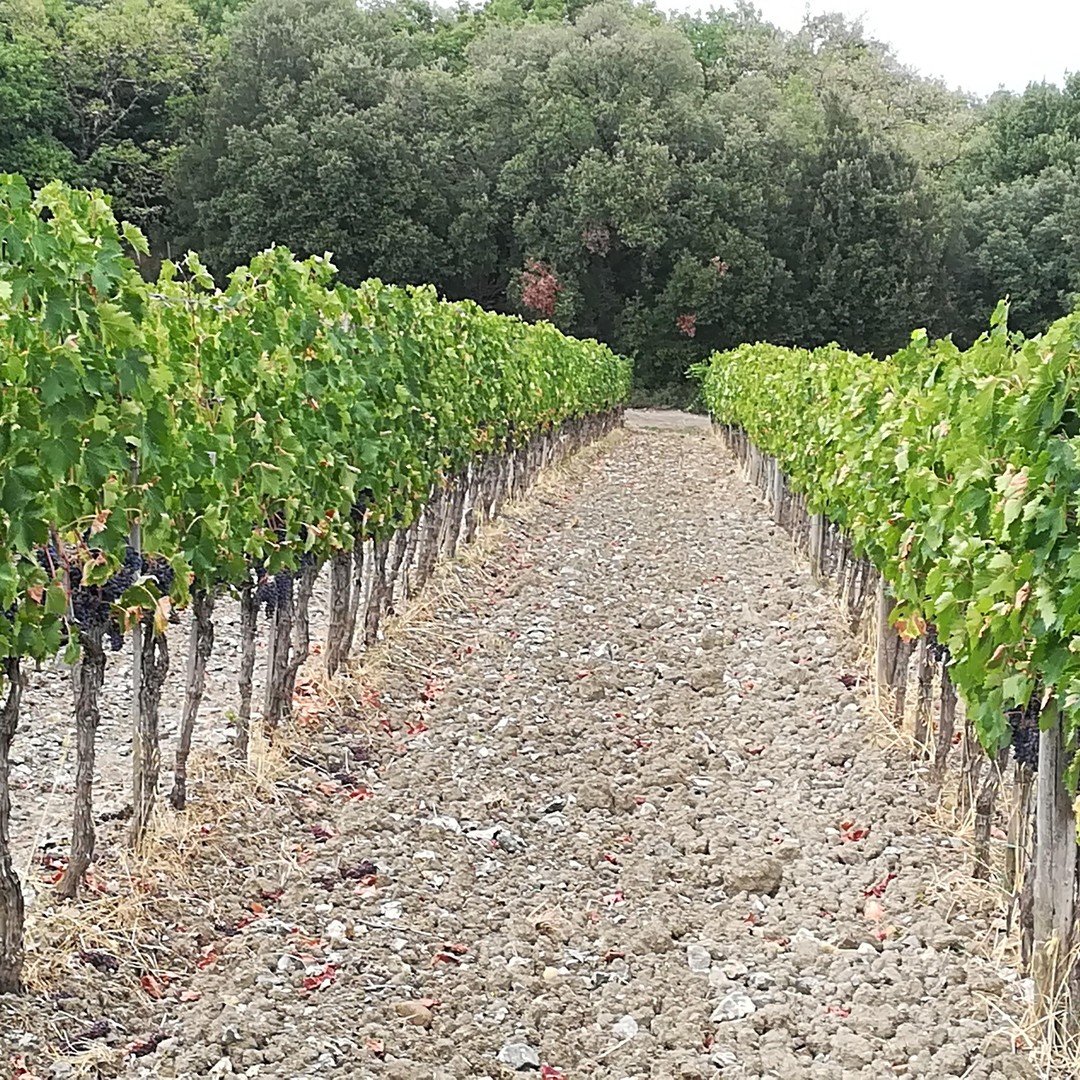 From Florence: Val d'Orcia Region Private Wine Tasting Tour | GetYourGuide