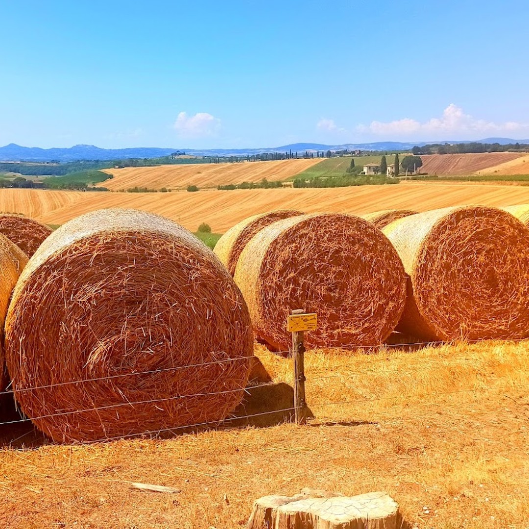 From Florence: Val d'Orcia Region Private Wine Tasting Tour | GetYourGuide