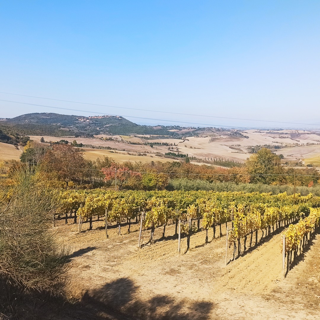 From Florence: Val d'Orcia Region Private Wine Tasting Tour | GetYourGuide