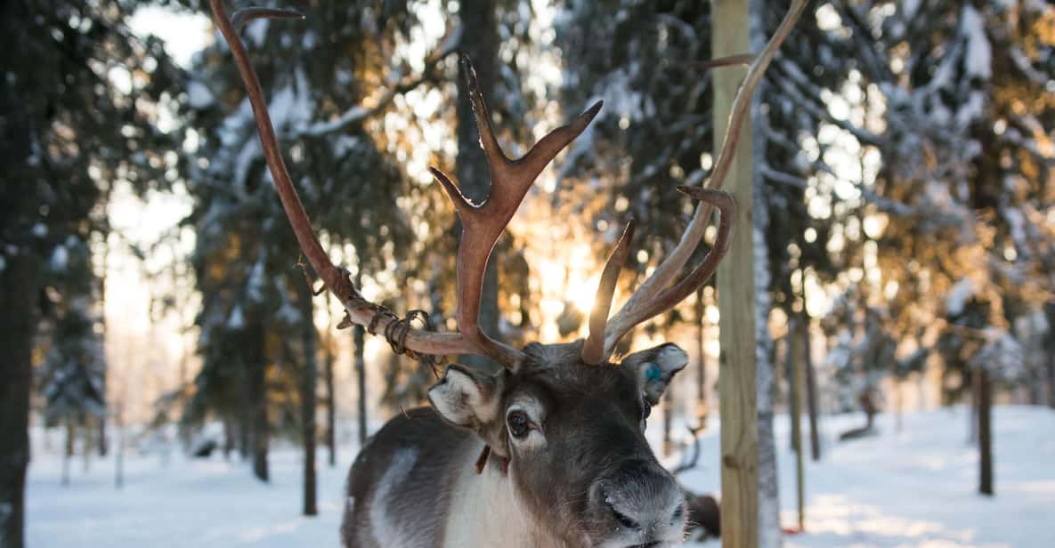 Rovaniemi: Evening Reindeer Safari | GetYourGuide