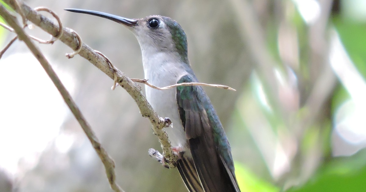Puerto Morelos: Caminata de Observación de Aves con Café y Bocadillos ...
