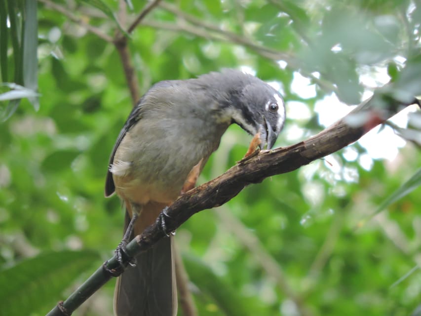 Puerto Morelos: Caminata de Observación de Aves con Café y Bocadillos ...