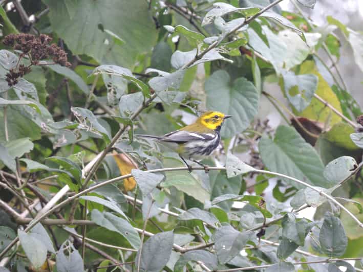 Puerto Morelos: Caminata de Observación de Aves con Café y Bocadillos ...
