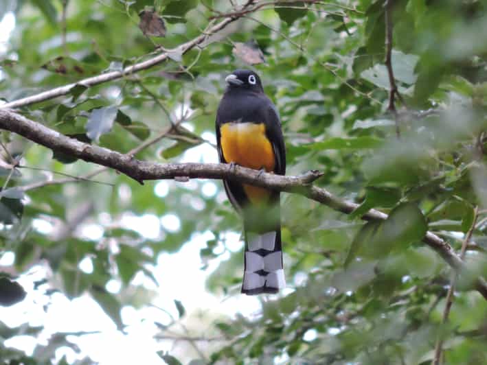 Puerto Morelos: Caminata de Observación de Aves con Café y Bocadillos ...