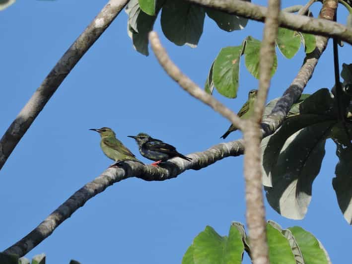 Puerto Morelos: Caminata de Observación de Aves con Café y Bocadillos ...