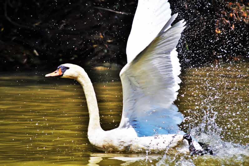 București: Excursie de 2 zile cu plimbări cu barca în Delta Dunării cu ...