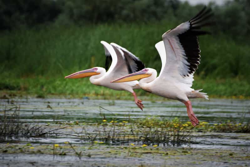 Bucarest: Excursión de 2 días con paseos en barco por la fauna del ...