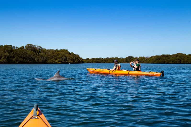 Adelaide: Dolphin Sanctuary Eco Kayaking Tour | GetYourGuide