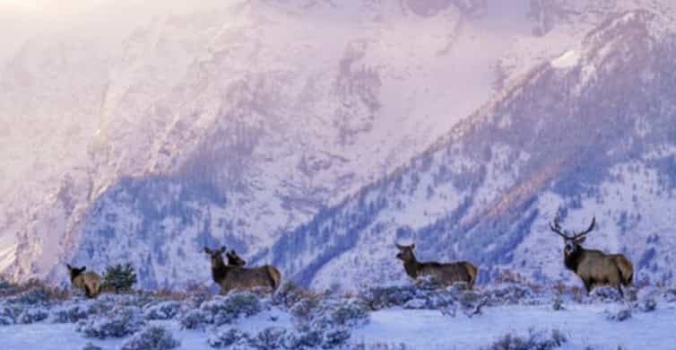 Surprise Corner Viewpoint, Banff, Banff - Book Tickets & Tours ...