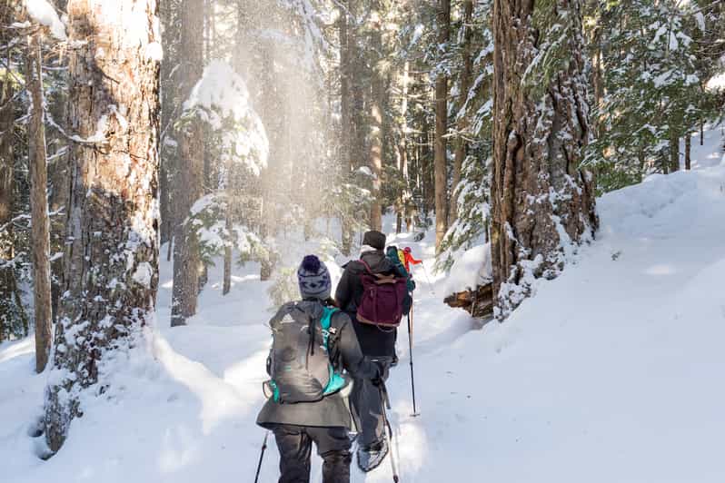 Whistler: Backcountry Snowshoeing Tour with Guide | GetYourGuide