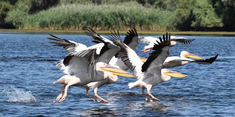 București: Excursie de 2 zile cu plimbări cu barca în Delta Dunării cu ...