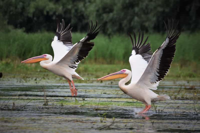 Bucarest: Excursión de 2 días con paseos en barco por la fauna del ...