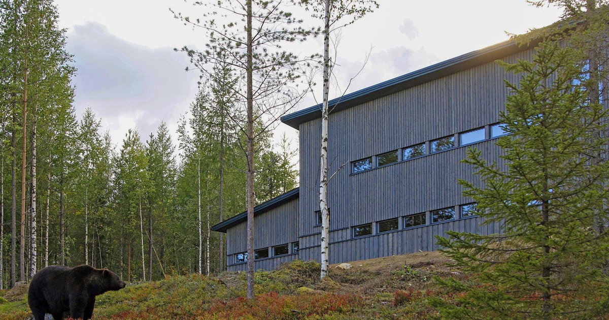 Finland: Bear Watching, Evening trip | GetYourGuide