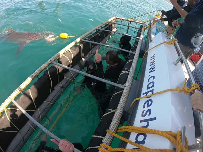Kleinbaai : Excursion en bateau pour observer les requins et plonger ...