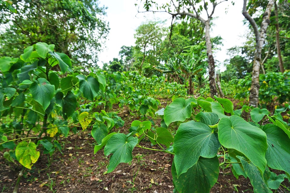 Efate: Eden on the River's Kava Experience | GetYourGuide