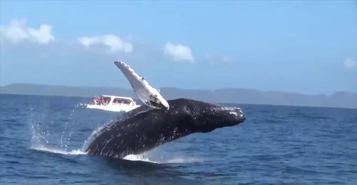 Samana: Guided Day Trip with Buffet Lunch and Whale Watching | GetYourGuide