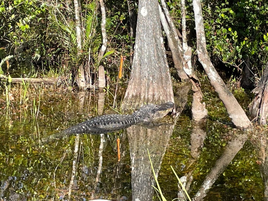 Naples: Everglades Guided Eco Tour by Bike | GetYourGuide