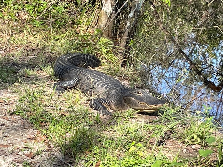Naples: Everglades Guided Eco Tour by Bike | GetYourGuide