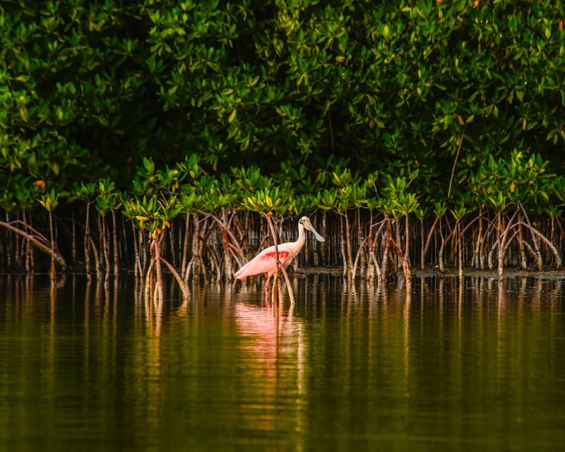 Cancún: Morning or Sunset Kayak Adventure in Nichupte Lagoon | GetYourGuide