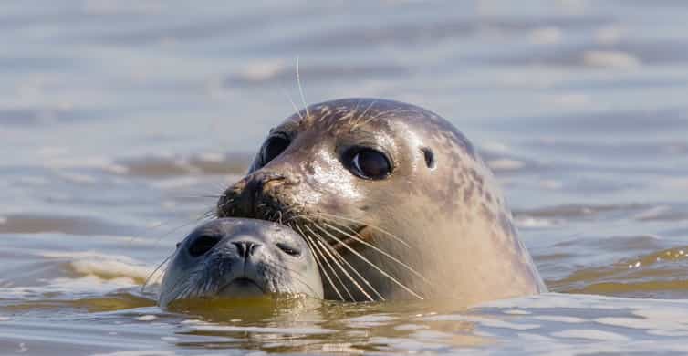 BESTE Touren Nordseeküste 2023 – KOSTENLOS stornierbar | GetYourGuide