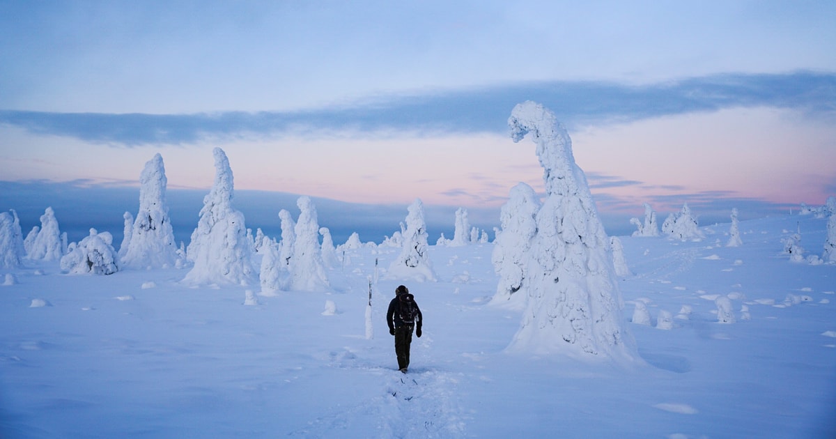 Rovaniemi: Dagsudflugt til Riisitunturi Nationalpark med frokost ...