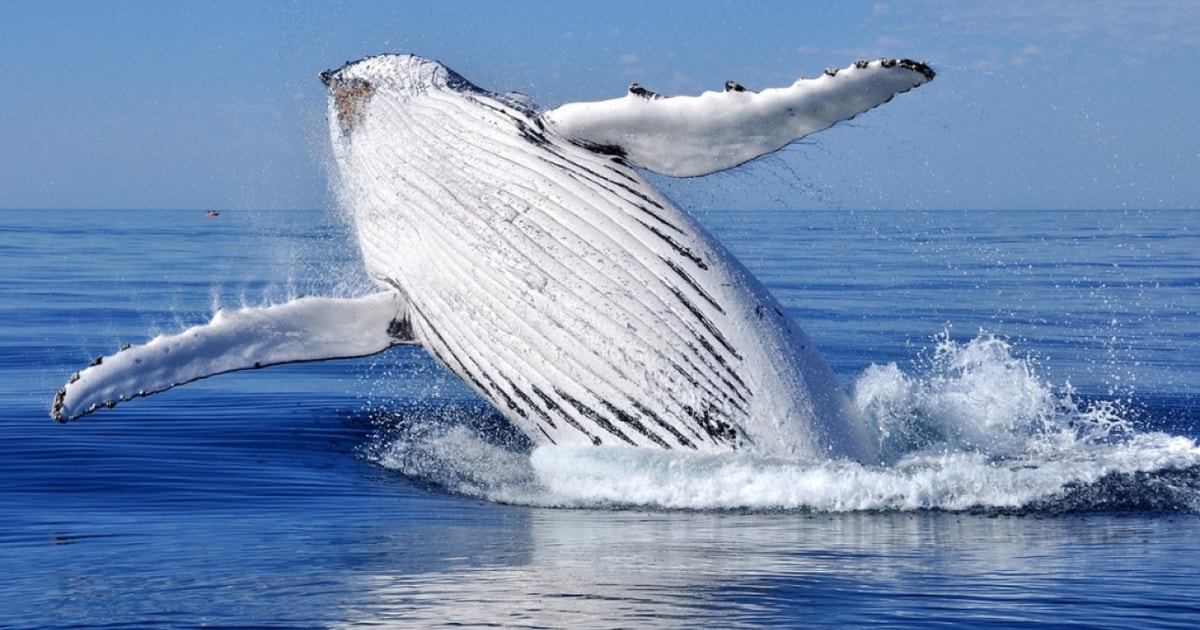Desde Punta Cana: Avistamiento de Ballenas y Excursión a Montana ...