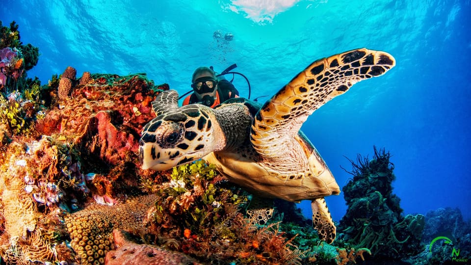 South Marine Park & Cozumel Reef Scuba Diving Tour | GetYourGuide