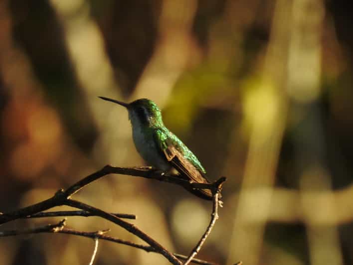 Tulum: Sian Ka'an Biosphere Reserve Guided Birdwatching Hike | GetYourGuide