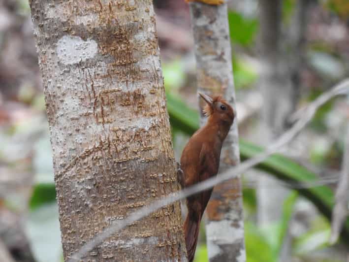 Tulum: Sian Ka'an Biosphere Reserve Guided Birdwatching Hike | GetYourGuide
