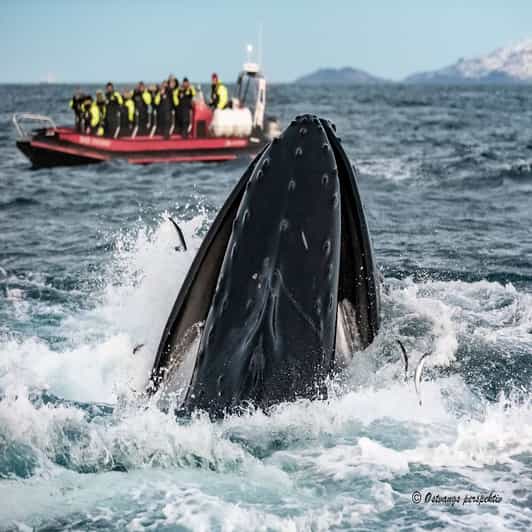 Skjervøy: Whale-Watching RIB Tour with Lunch | GetYourGuide